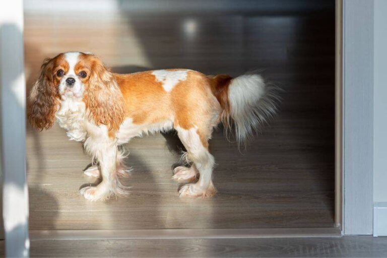 Cavalier King Charles Spaniel Size: Growth & Size Chart