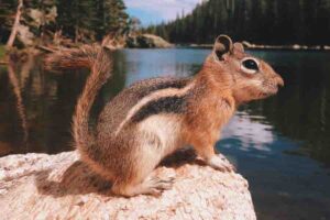 Chipmunk Vs. Squirrel: 7 Key Differences Explained