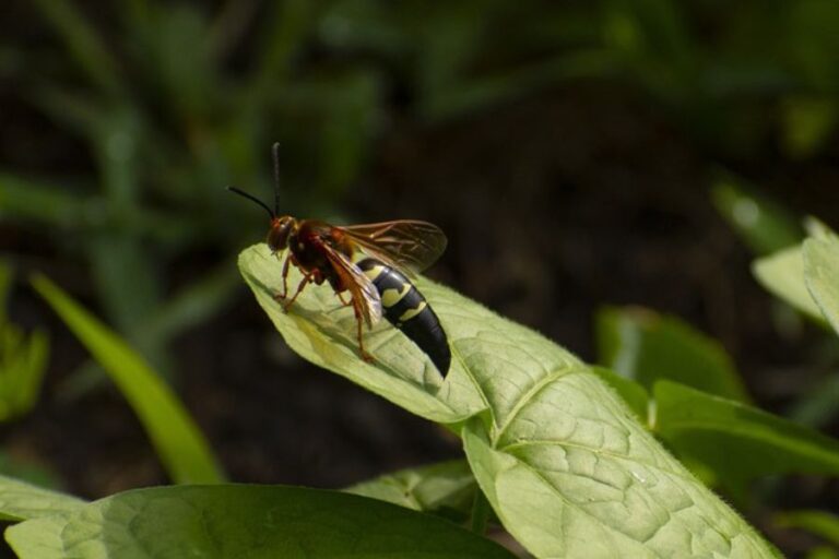 11 Examples Of Invertebrates: What Is An Invertebrate?