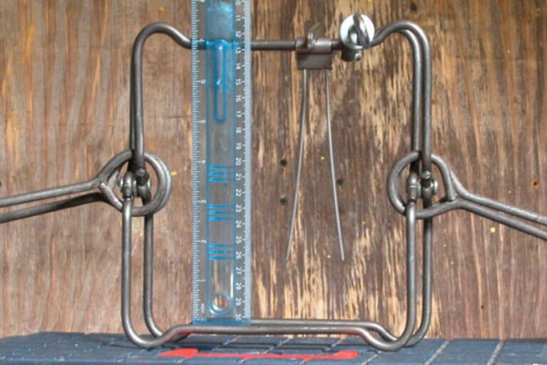 How To Trap A Beaver (9 Easy-To-Follow Beaver Traps)