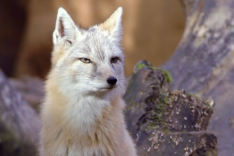 All 23 Different Types Of Foxes And Their Differences
