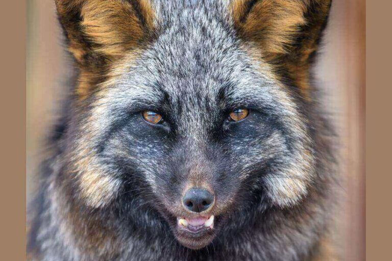 Cross Fox Facts: What Are Cross Foxes? (With Pictures)