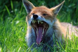 What To Do If A Fox Approaches You (How To Escape Them)