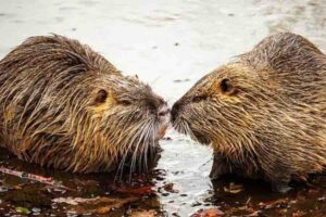 Beaver Group Behavior: What Is A Group Of Beavers Called?