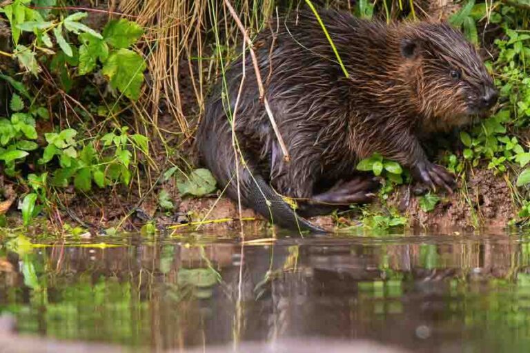 Beaver Speed: How Fast Are Beavers On Land & In Water?