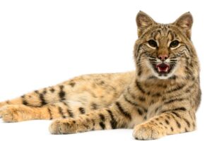 What Do Bobcat Prints Look Like? (Paw, Claw, & Tracks Facts)