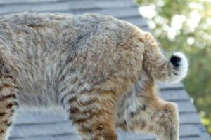 Bobcat Identification: What Do Bobcats Look Like?