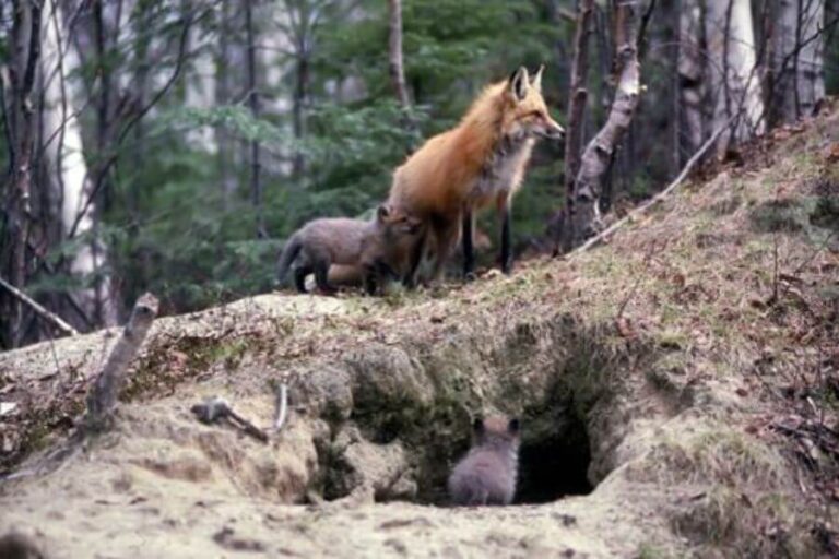 Fox Dens: What Do They Look Like? | Misfit Animals