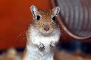 Gerbils | Misfit Animals