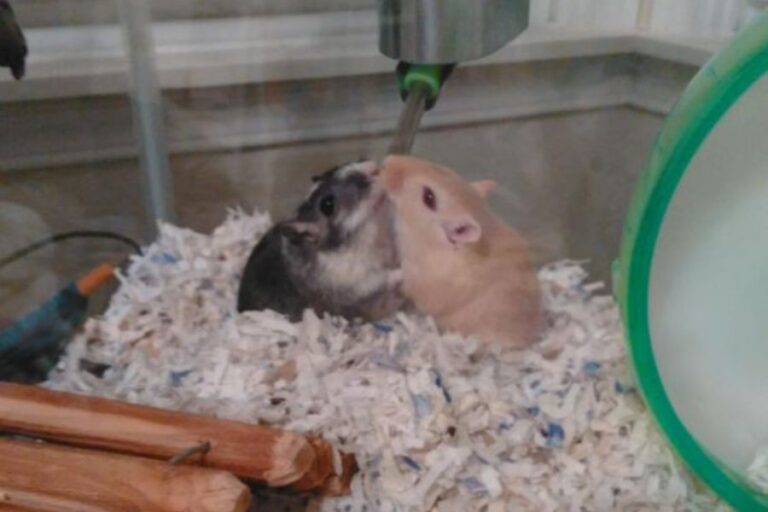 What Do Gerbils Eat? Complete Guide To The Gerbil Diet