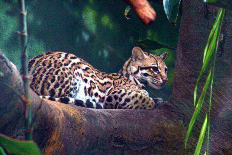 Ocelot Habitat: Where Do Ocelots Live? (Their Natural Range)