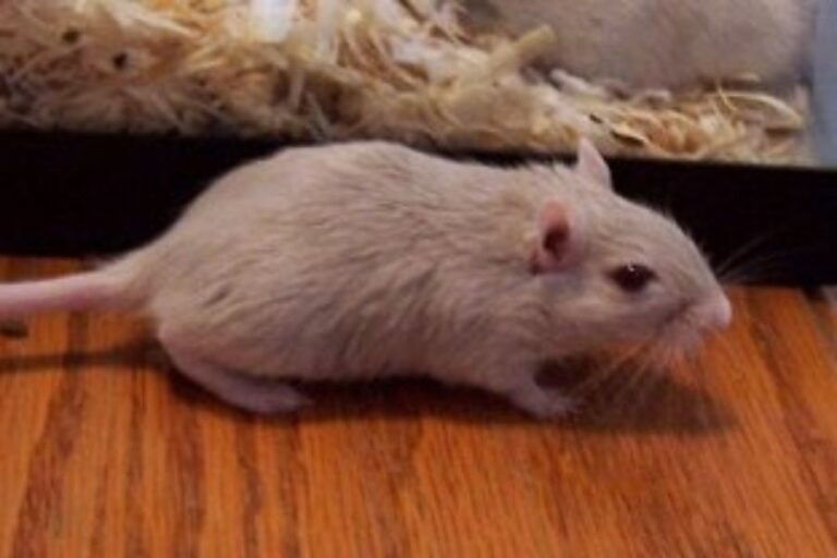 15 Gerbil Colors And Patterns (Rare & Common)