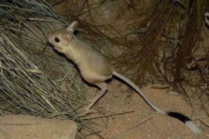 Gerbil Size: How Big Do Gerbils Get? (Growth Rate & Size Chart ...