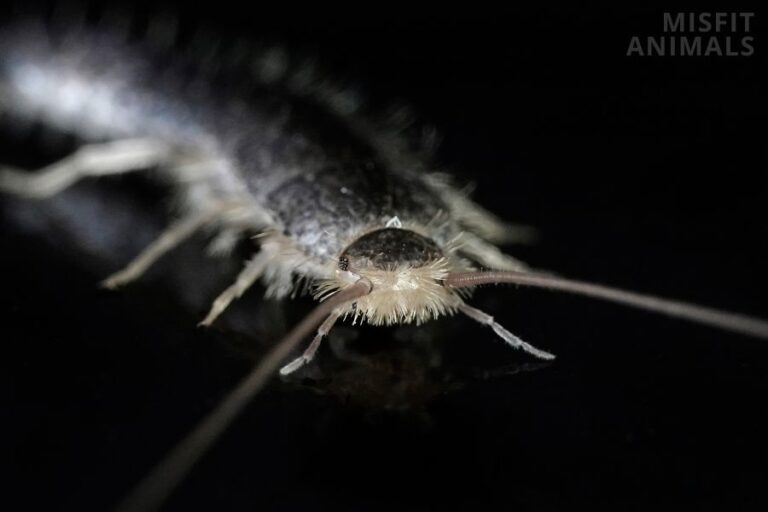 11 Examples Of Invertebrates: What Is An Invertebrate?