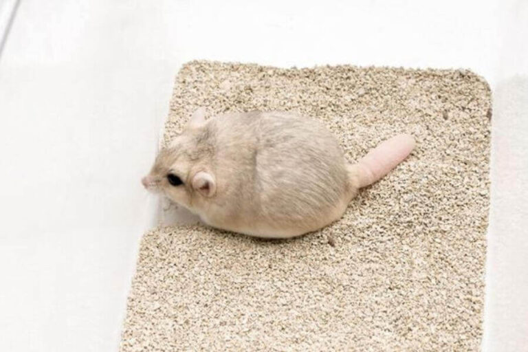 Fat-Tailed Gerbil: Habitat, Appearance, Facts And Care Guide