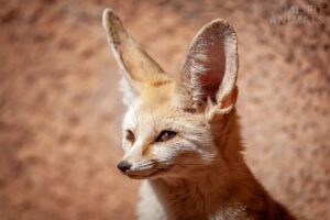 Fennec Fox Facts: 10 Facts About Fennec Foxes (W. Pictures)
