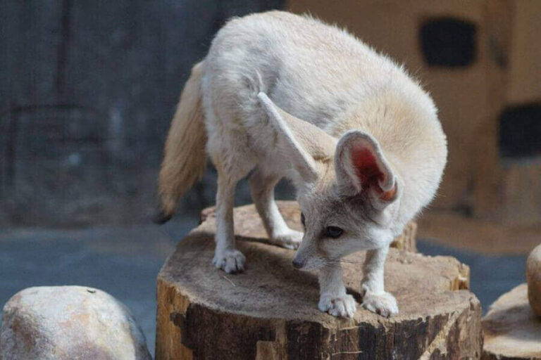 Fennec Fox Facts: 10 Facts About Fennec Foxes (W. Pictures)