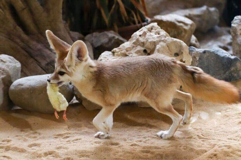 Fennec Fox Facts: 10 Facts About Fennec Foxes (W. Pictures)