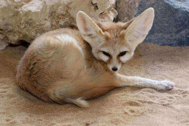 Fennec Fox Facts: 10 Facts About Fennec Foxes (W. Pictures)