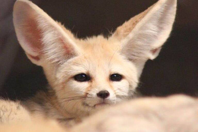 Fennec Fox Pet: Do They Make Good Pets? (Care & Needs)
