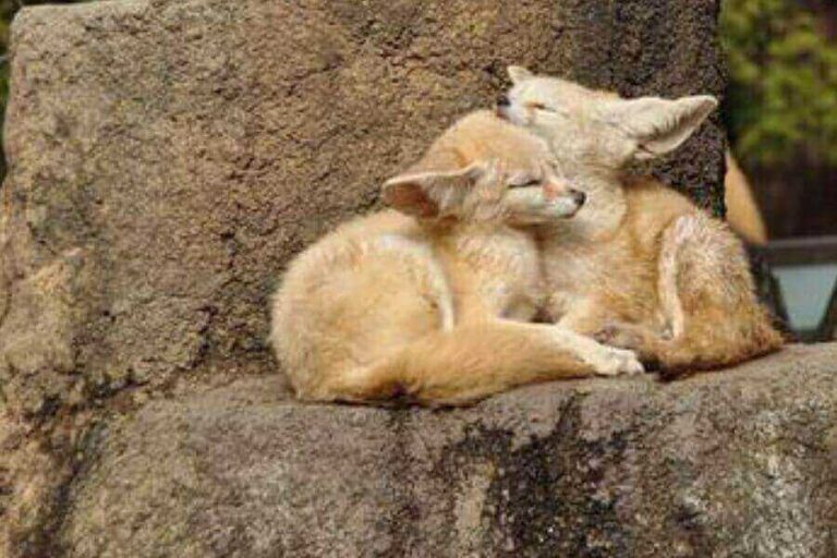 Fennec Fox Facts: 10 Facts About Fennec Foxes (W. Pictures)