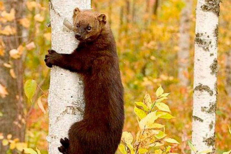 Bobcat Predators: What Eats Bobcats? (5 Natural Enemies)