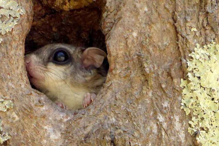 Flying Squirrels In Pennsylvania: Why Are They Endangered?