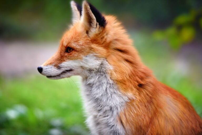 20+ Fox Colors, Morphs & Mutations (With Pictures) | Misfit Animals