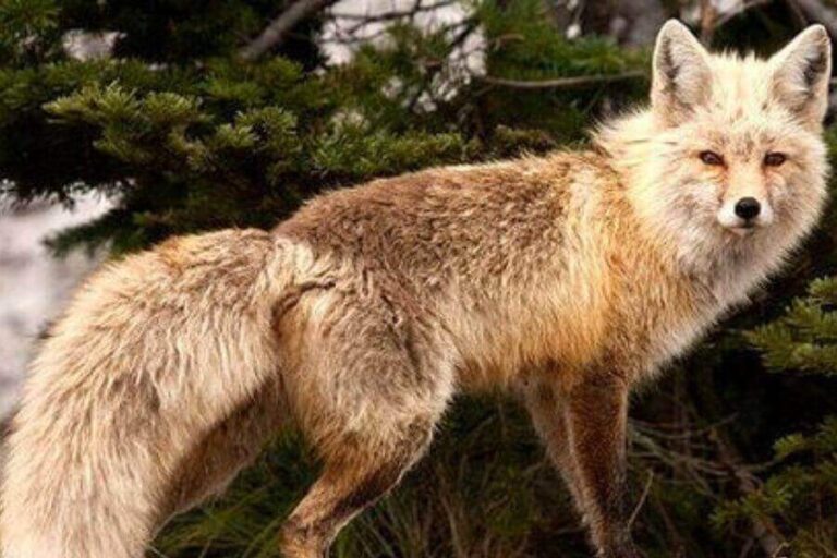 20+ Fox Colors, Morphs & Mutations (With Pictures) | Misfit Animals