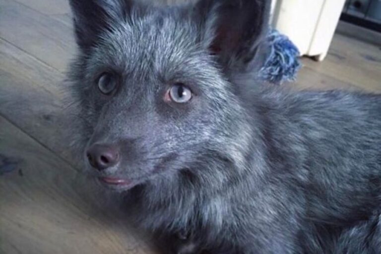 20+ Fox Colors, Morphs & Mutations (With Pictures) | Misfit Animals