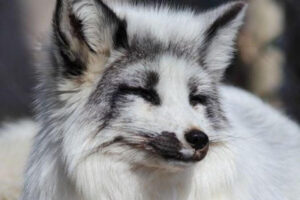 20+ Fox Colors, Morphs & Mutations (With Pictures) | Misfit Animals