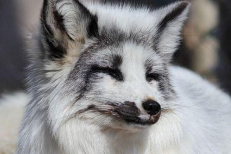 20+ Fox Colors, Morphs & Mutations (With Pictures) | Misfit Animals