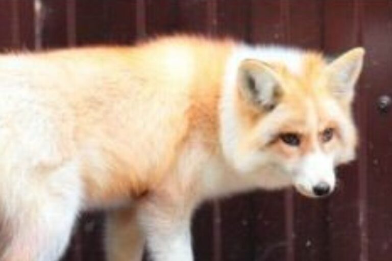 20+ Fox Colors, Morphs & Mutations (With Pictures) | Misfit Animals
