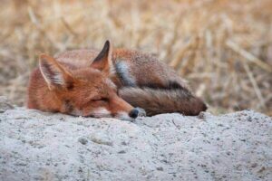 How & Where Do Foxes Sleep? All About Fox Sleeping Behavior