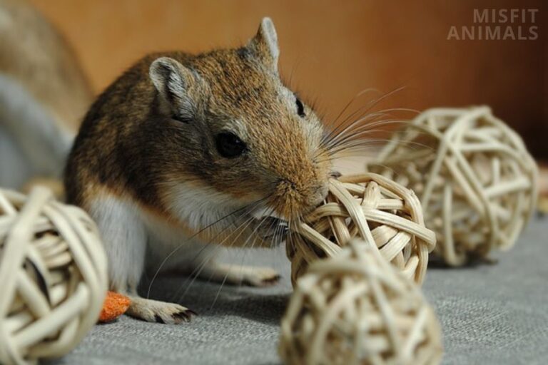 Gerbil Breeds: 8 Types Of Gerbils & Their Characteristics