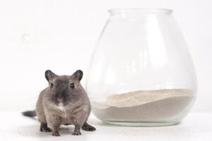 Gerbil Cage Setup: How To Set Up The Perfect Gerbilarium