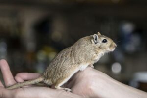 Best Pet Rodents: 8 Types Of Rodents To Keep As Pets