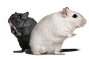 Gerbil Vs. Mouse: Which Is The Better Pet? (Key Differences)