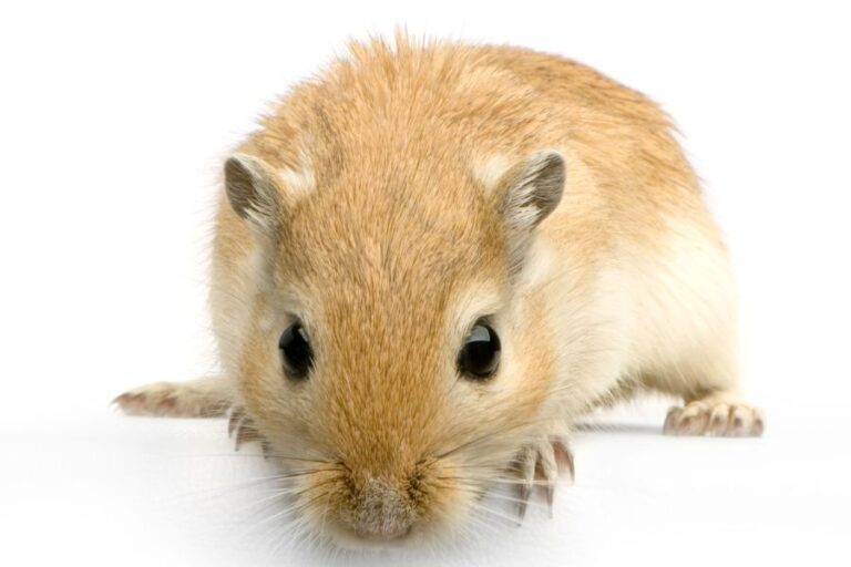 Gerbil Lifespan: How Long Do Gerbils Live? | Misfit Animals