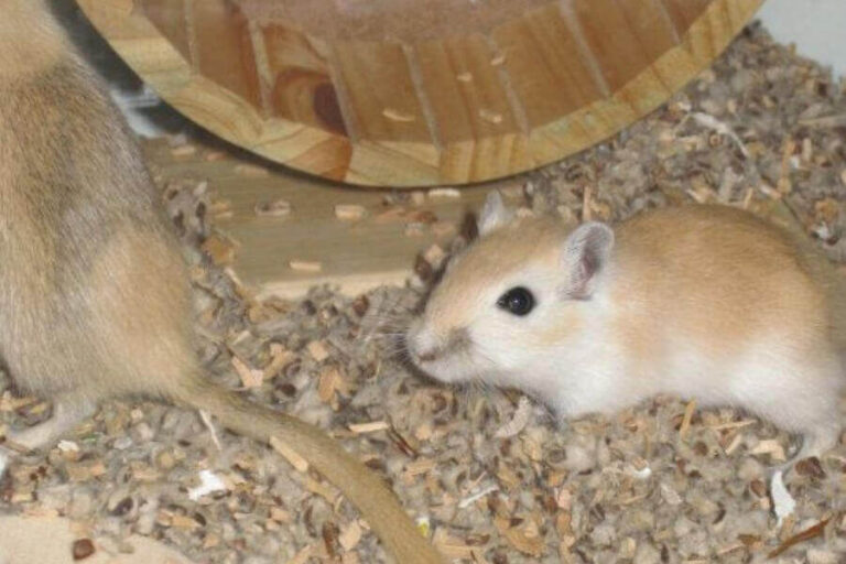 Gerbil Activity Pattern: Are Gerbils Nocturnal?