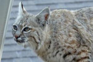 5 Unique Bobcat Colors & How Bobcats Camouflage