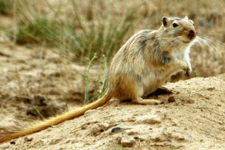 Gerbil Size: How Big Do Gerbils Get? (Growth Rate & Size Chart ...