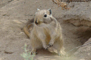 Gerbil Breeds: 8 Types Of Gerbils & Their Characteristics