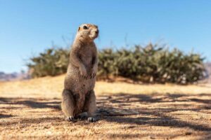 Squirrel Population: How Many Squirrels Are In The World?