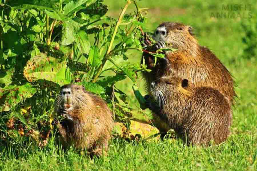 Beaver Group Behavior What Is A Group Of Beavers Called 