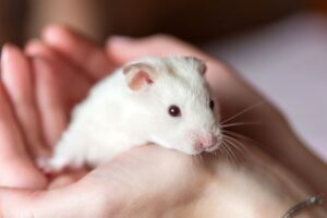 Best Pet Rodents: 8 Types Of Rodents To Keep As Pets