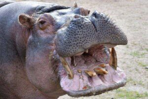 10 Animals With The Strongest Bite Force On The Planet