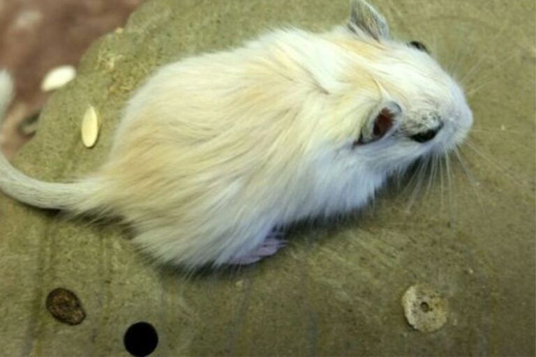 15 Gerbil Colors And Patterns (Rare & Common)