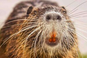 Beaver Teeth: What Do They Look Like & Why Are They Orange?
