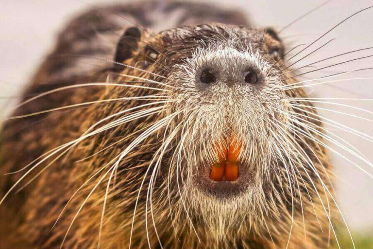 Beaver Teeth: What Do They Look Like & Why Are They Orange?